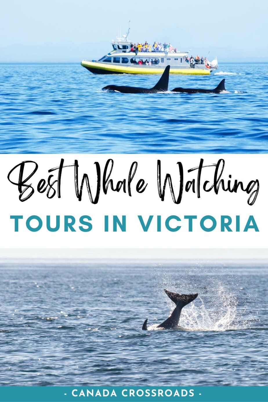 11 Best Whale Watching Tours in Victoria BC (for 2026) - Canada Crossroads